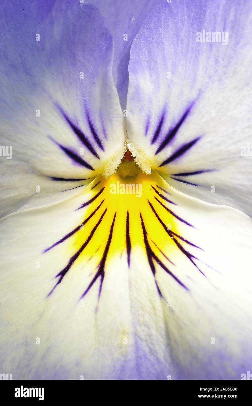 Violaceae hi-res stock photography and images - Alamy