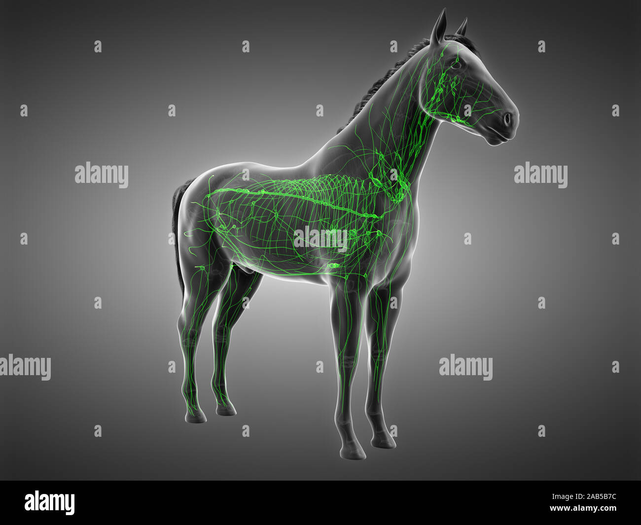 3d rendered anatomy of the equine anatomy - the lymphatic system Stock ...