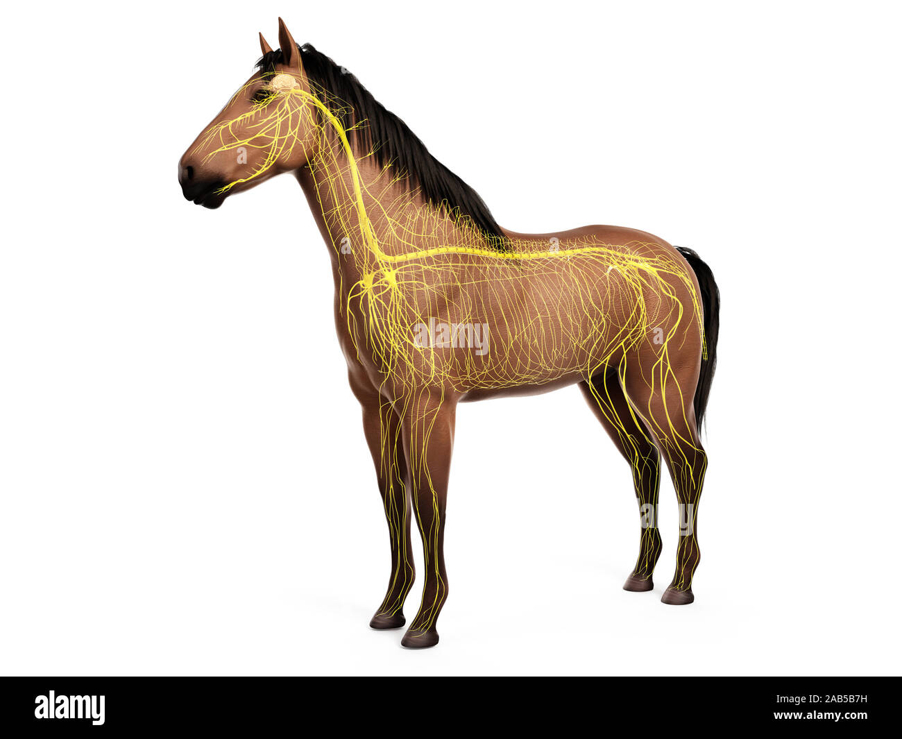 3d rendered anatomy of the equine anatomy - the nervous system Stock ...