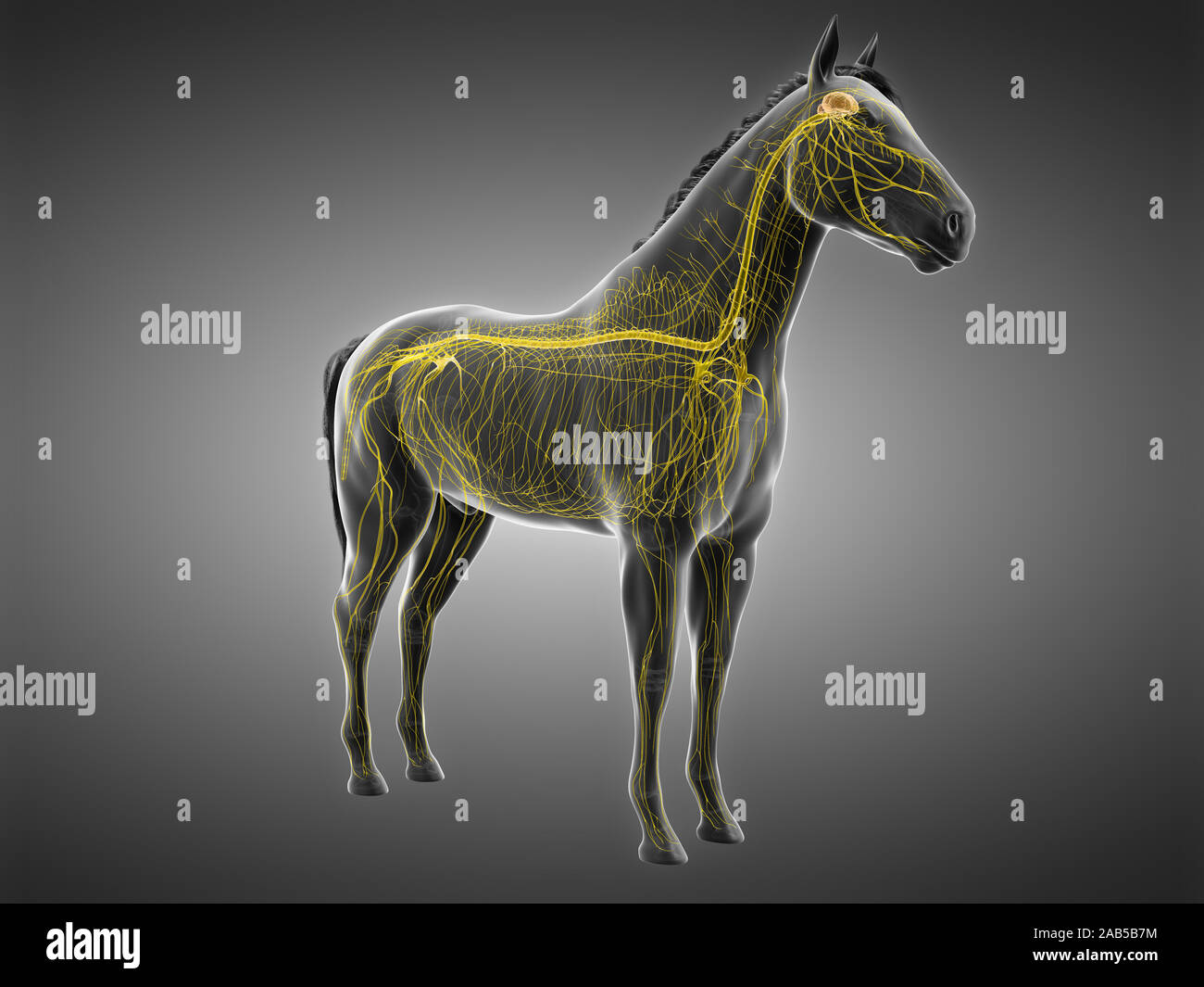 3d rendered anatomy of the equine anatomy - the nervous system Stock ...