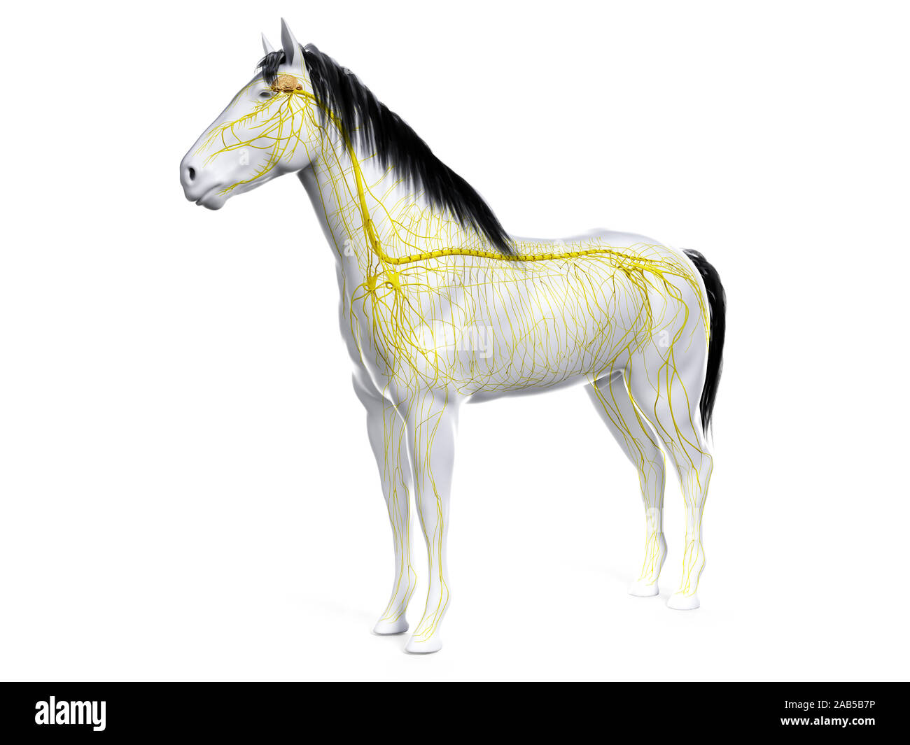 3d rendered anatomy of the equine anatomy - the nervous system Stock ...