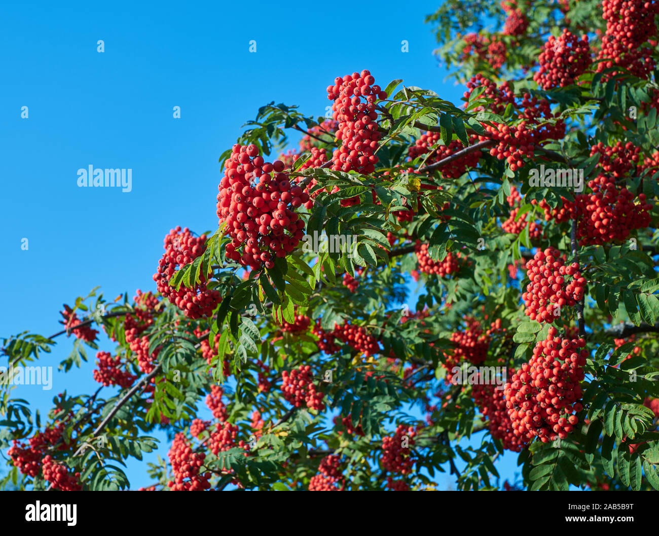 Rowan tree red rowanberry hi-res stock photography and images - Alamy