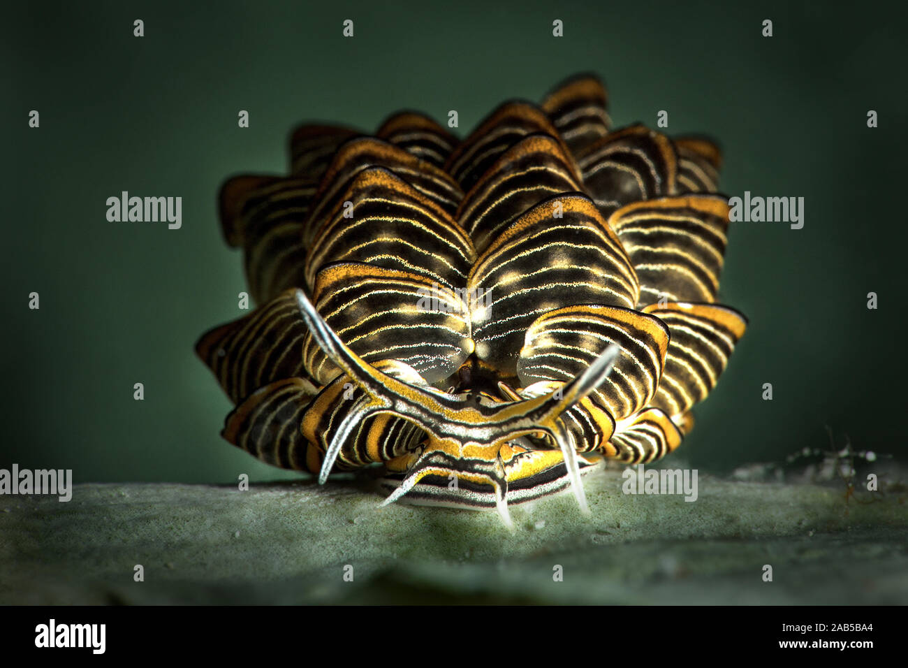 Nudibranch Cyerce nigra. Underwater macro photography from Romblon ...