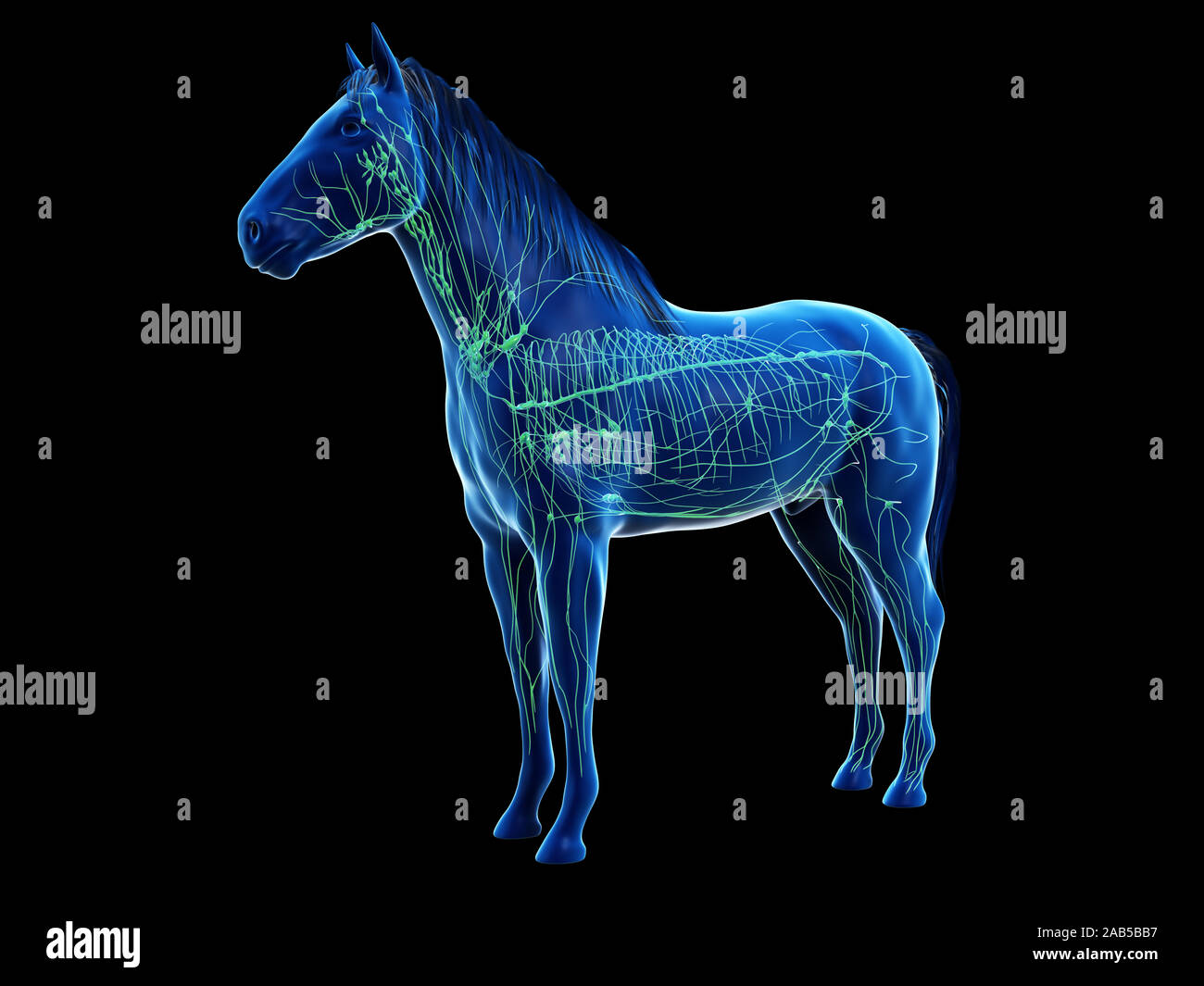 3d rendered anatomy of the equine anatomy - the lymphatic system Stock ...