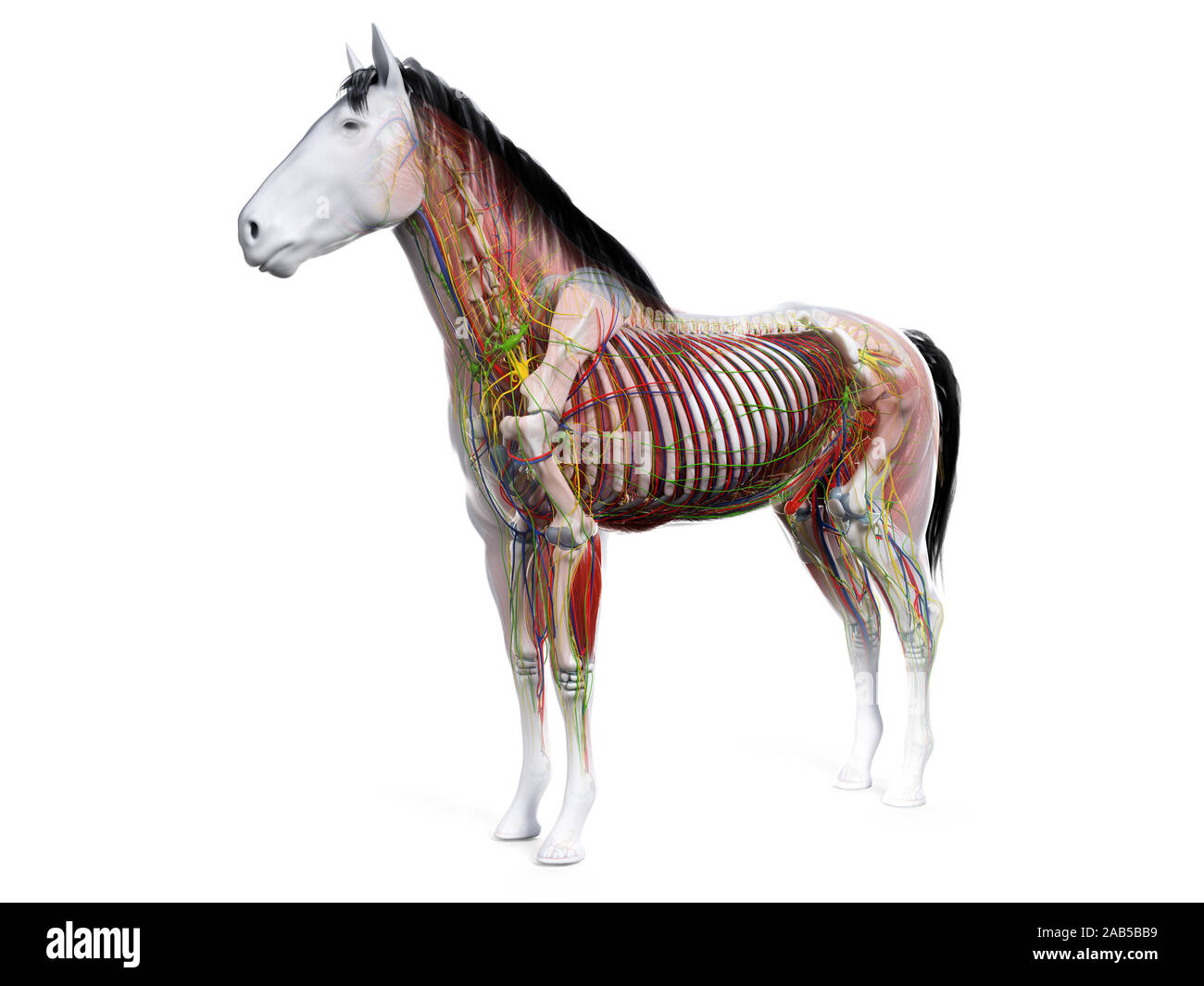 3d rendered anatomy of the equine anatomy Stock Photo - Alamy