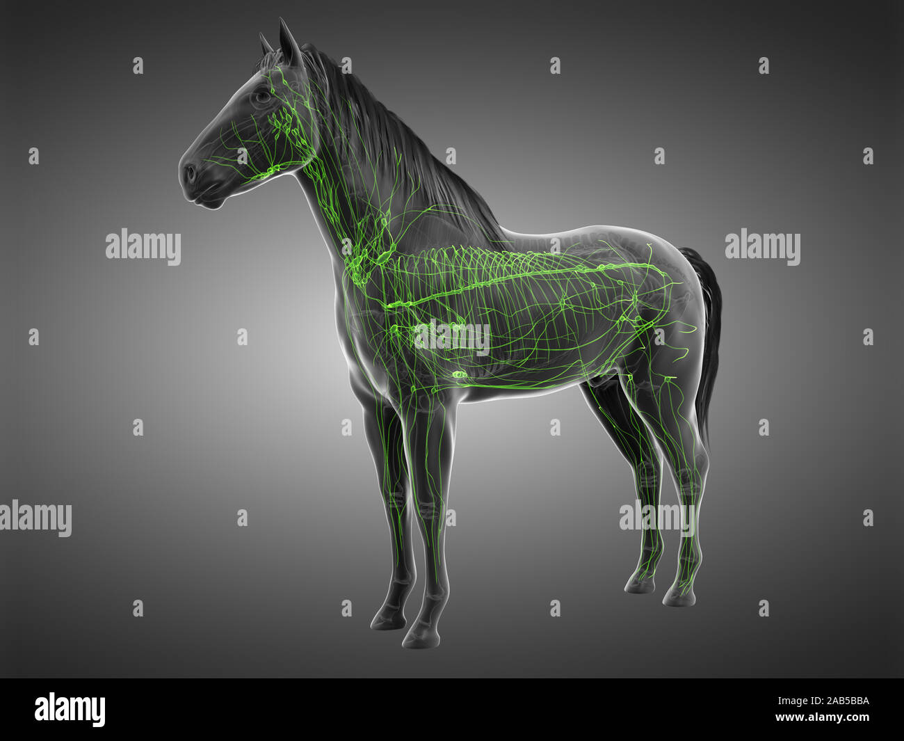 3d rendered anatomy of the equine anatomy - the lymphatic system Stock ...