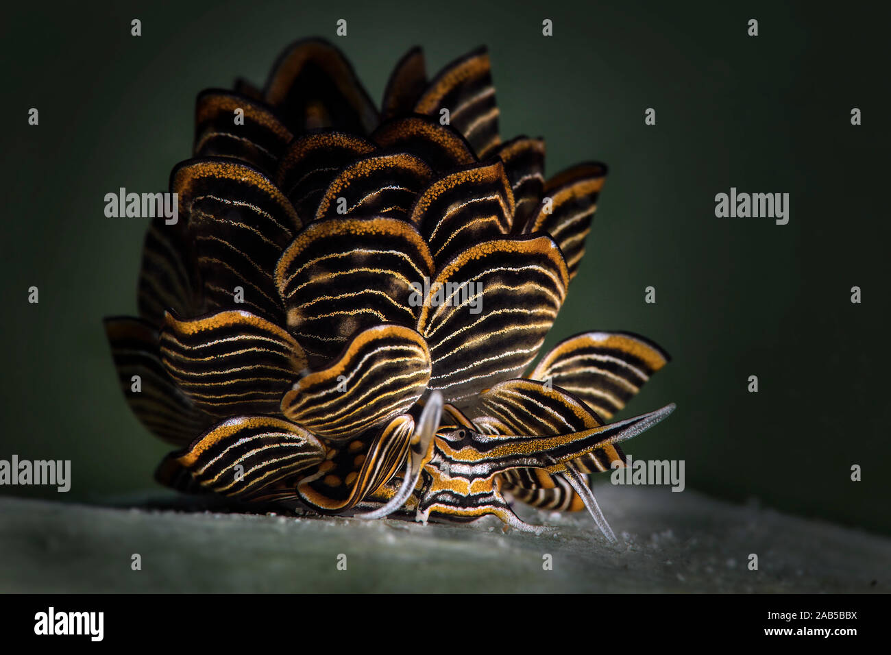 Nudibranch Cyerce nigra. Underwater macro photography from Romblon ...