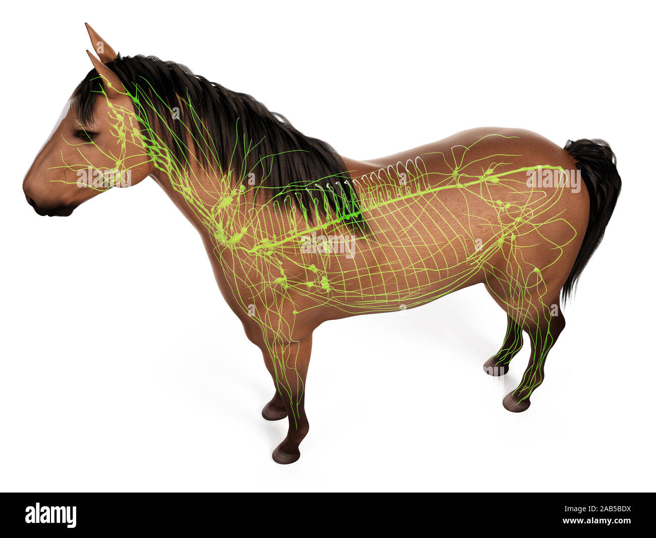 3d rendered anatomy of the equine anatomy - the lymphatic system Stock ...