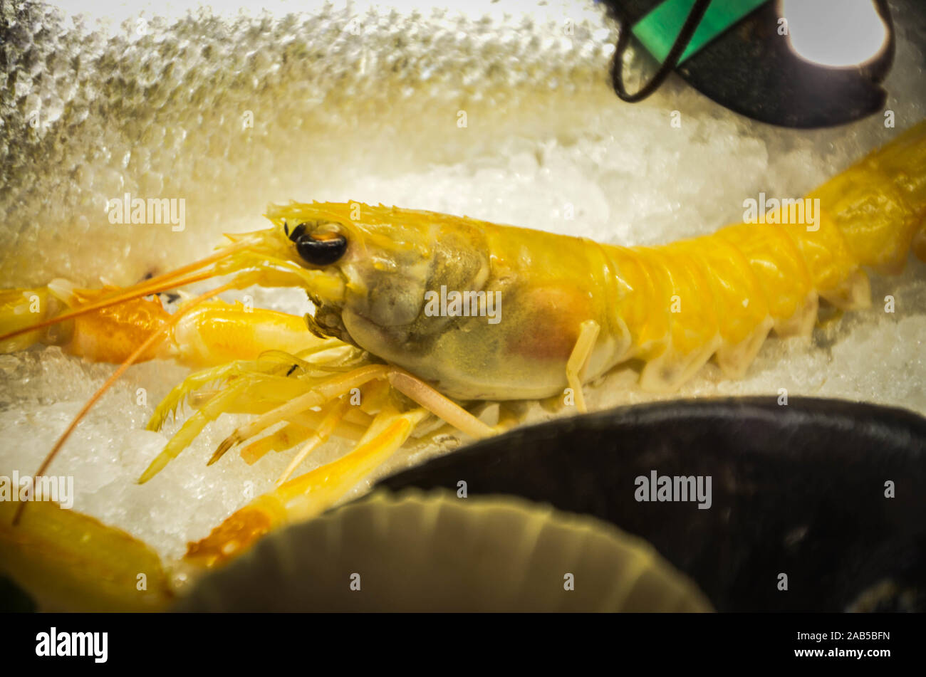 fresh fish & seafood close up view Stock Photo - Alamy