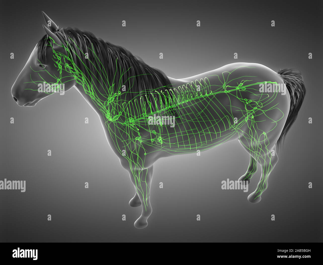 Horse lymphatic system hi-res stock photography and images - Alamy
