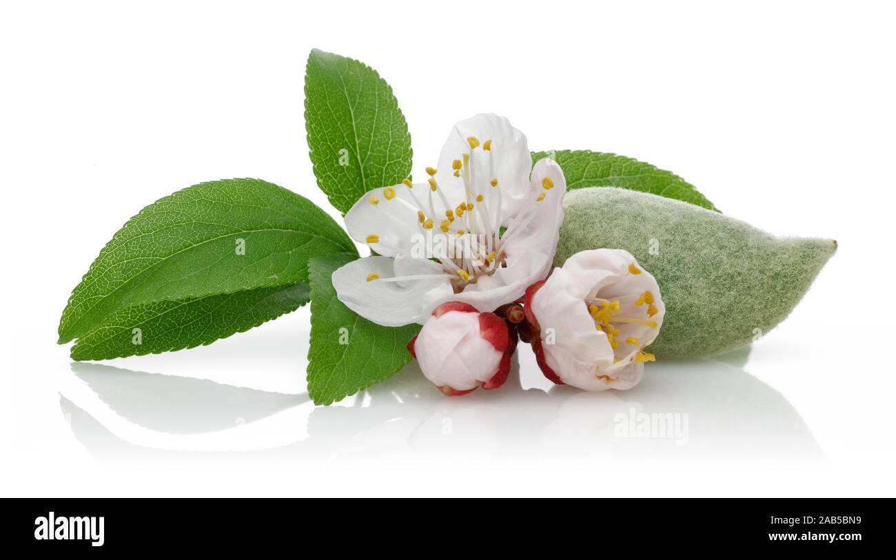 Almond flower and bud with leaves isolated on white background Stock ...