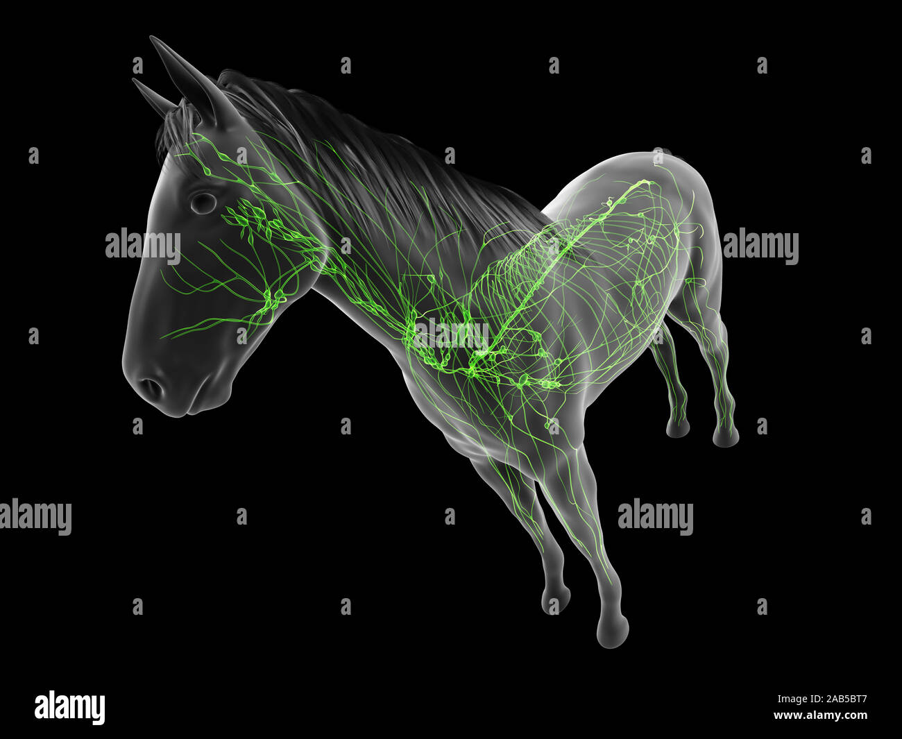 3d rendered anatomy of the equine anatomy - the lymphatic system Stock ...
