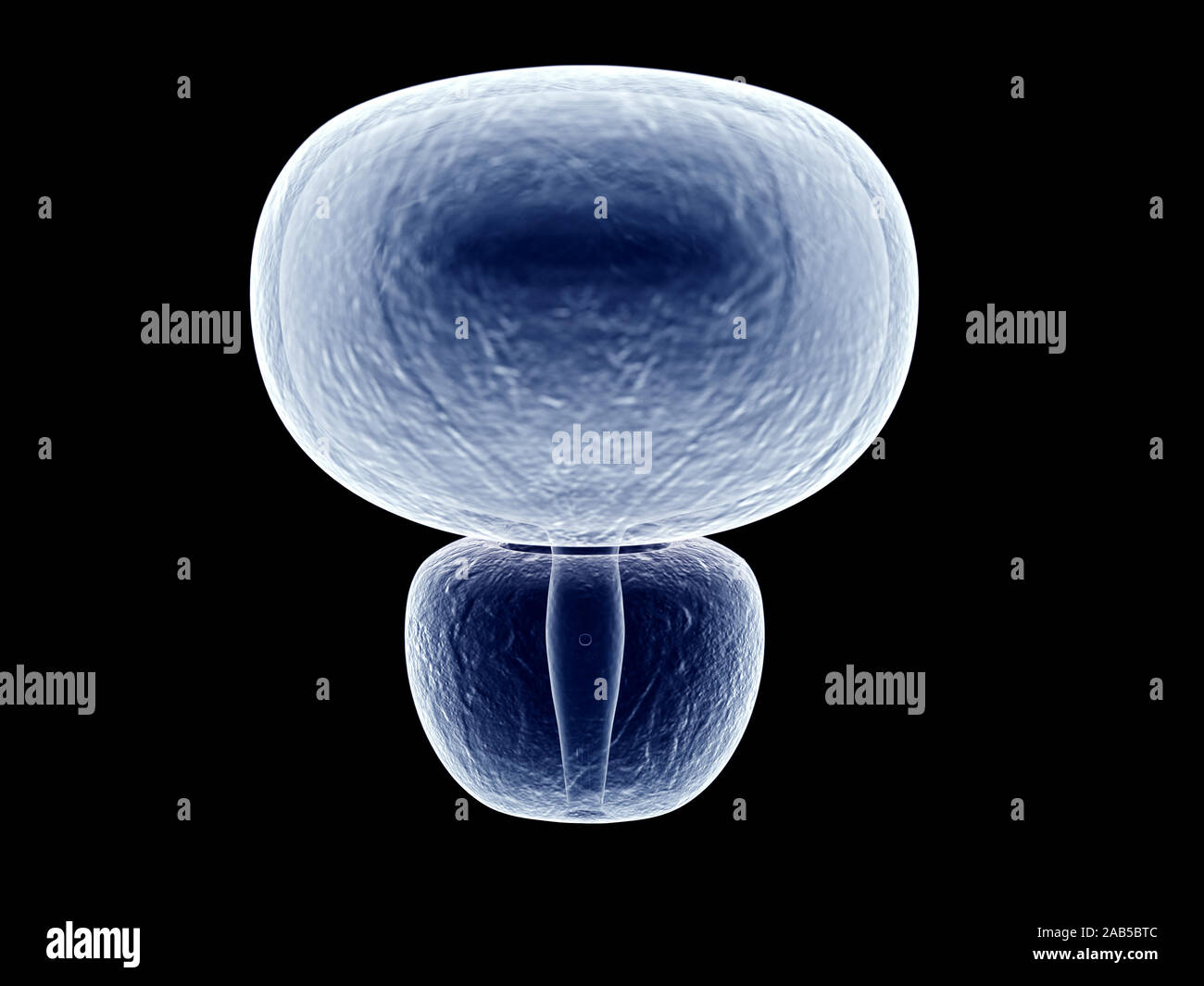 3d rendered medically accurate illustration of the bladder and prostate ...