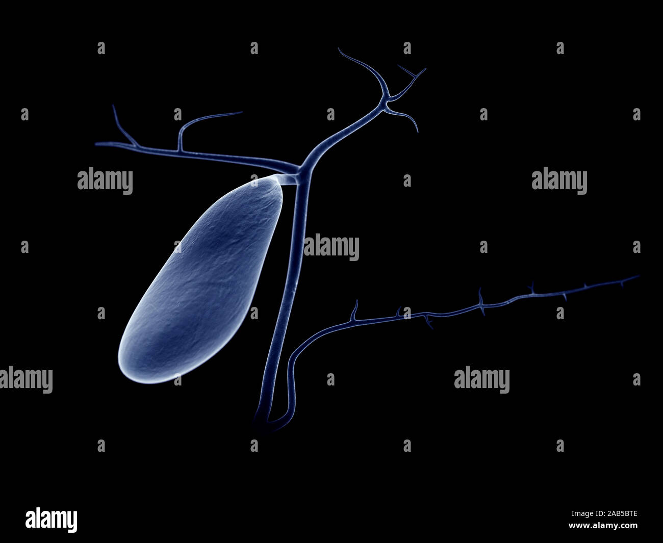3d rendered medically accurate illustration of the gallbladder Stock ...