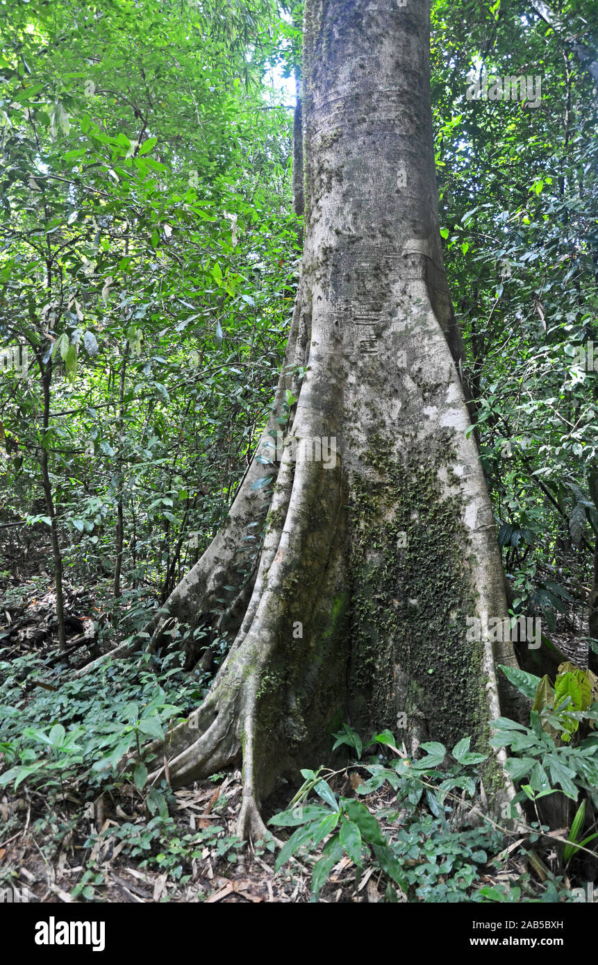 Large tree with buttress roots in the rainforest in Khao Sok National ...