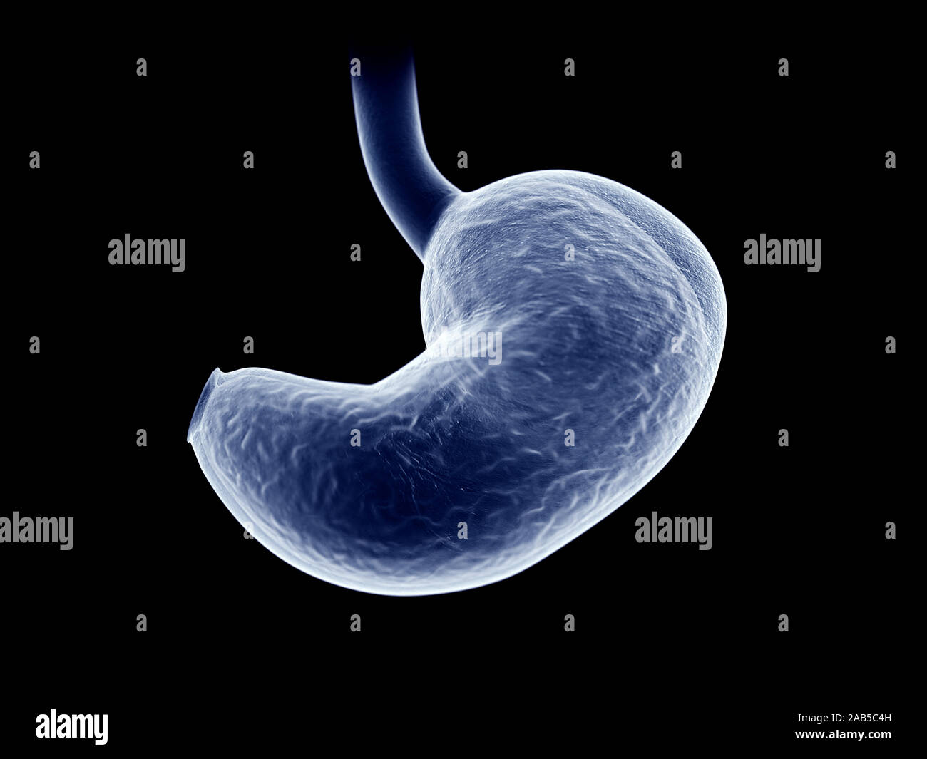 3d rendered medically accurate illustration of the stomach Stock Photo ...