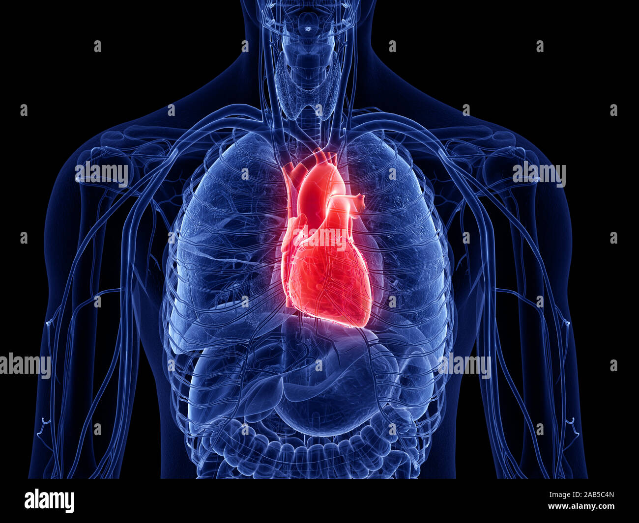 3d rendered medically accurate illustration of the human heart Stock ...