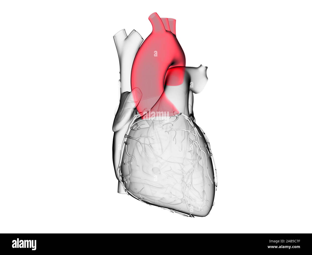 3d rendered medically accurate illustration of the aorta Stock Photo ...