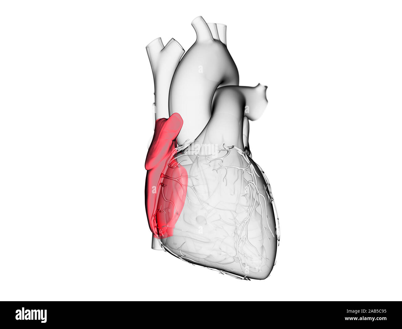 Right atrium hi-res stock photography and images - Alamy