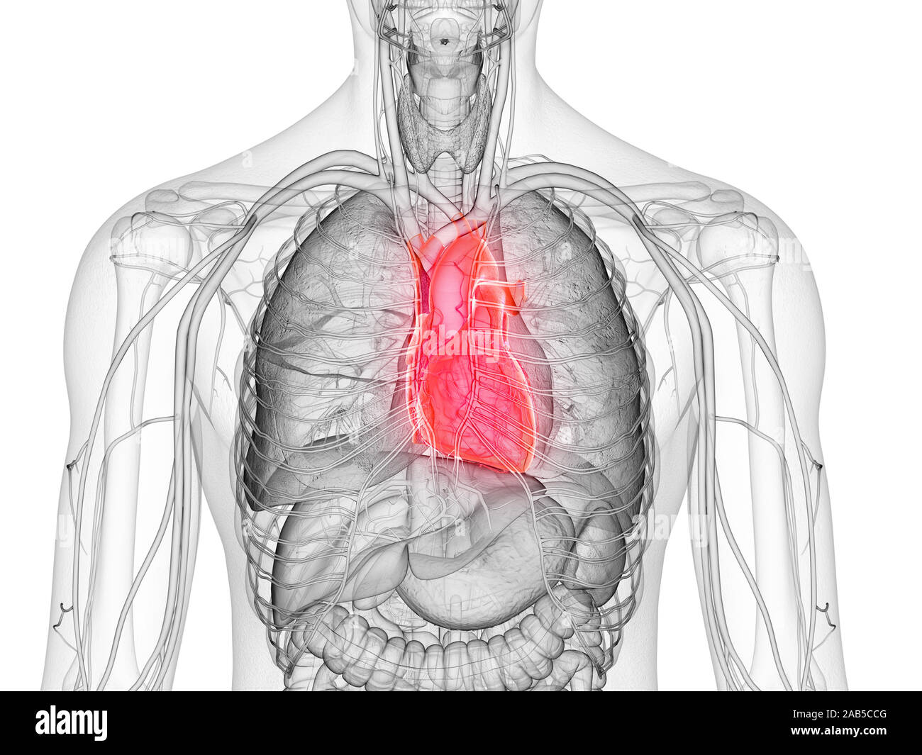 3d rendered medically accurate illustration of the human heart Stock ...