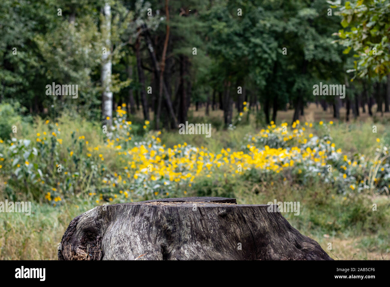 Aged stump hi-res stock photography and images - Alamy