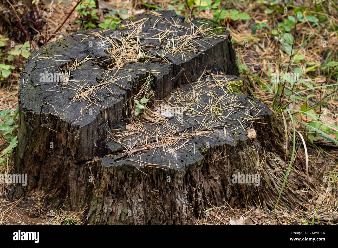 Dark Damaged Aged Stump of a tree Stock Photo - Alamy