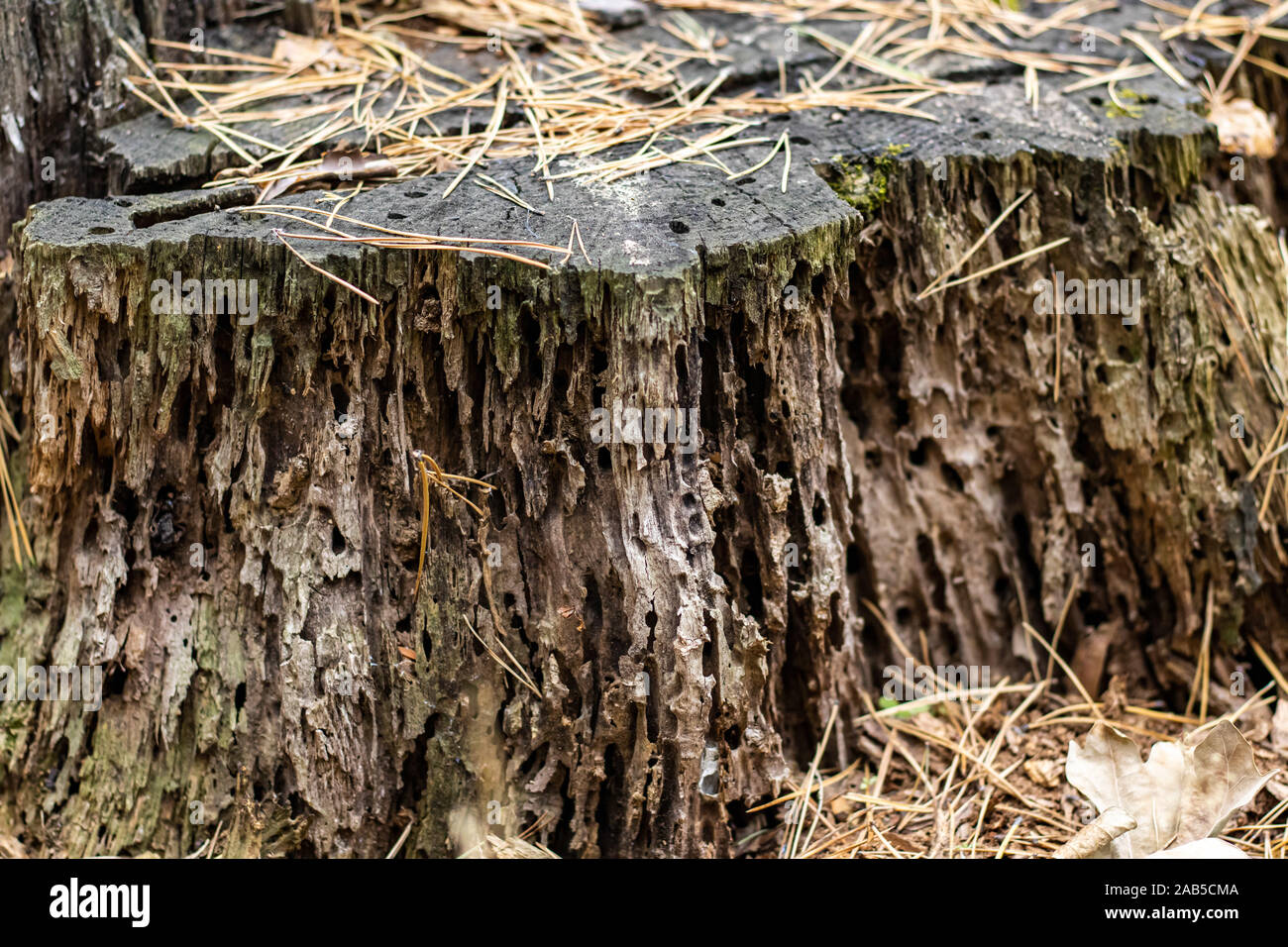 Destroyed tree line hi-res stock photography and images - Alamy