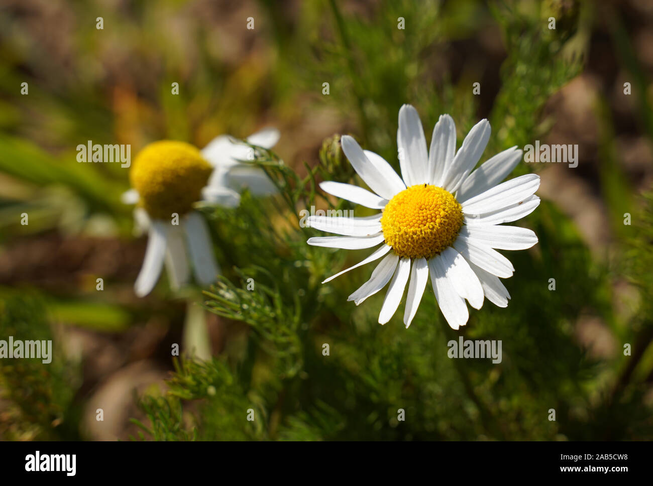 Margarite hi-res stock photography and images - Alamy