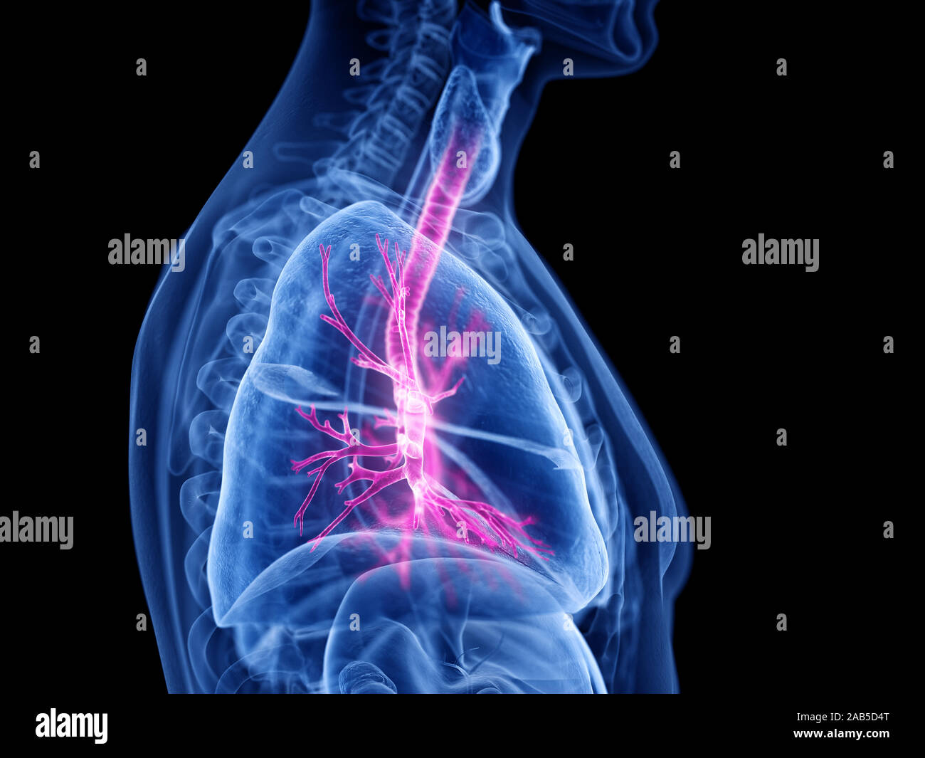 3d rendered medically accurate illustration of the bronchi Stock Photo ...