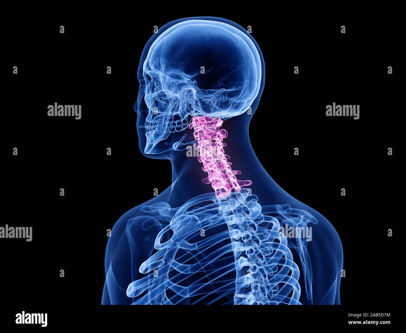 3d rendered medically accurate illustration of the cervical spine Stock ...
