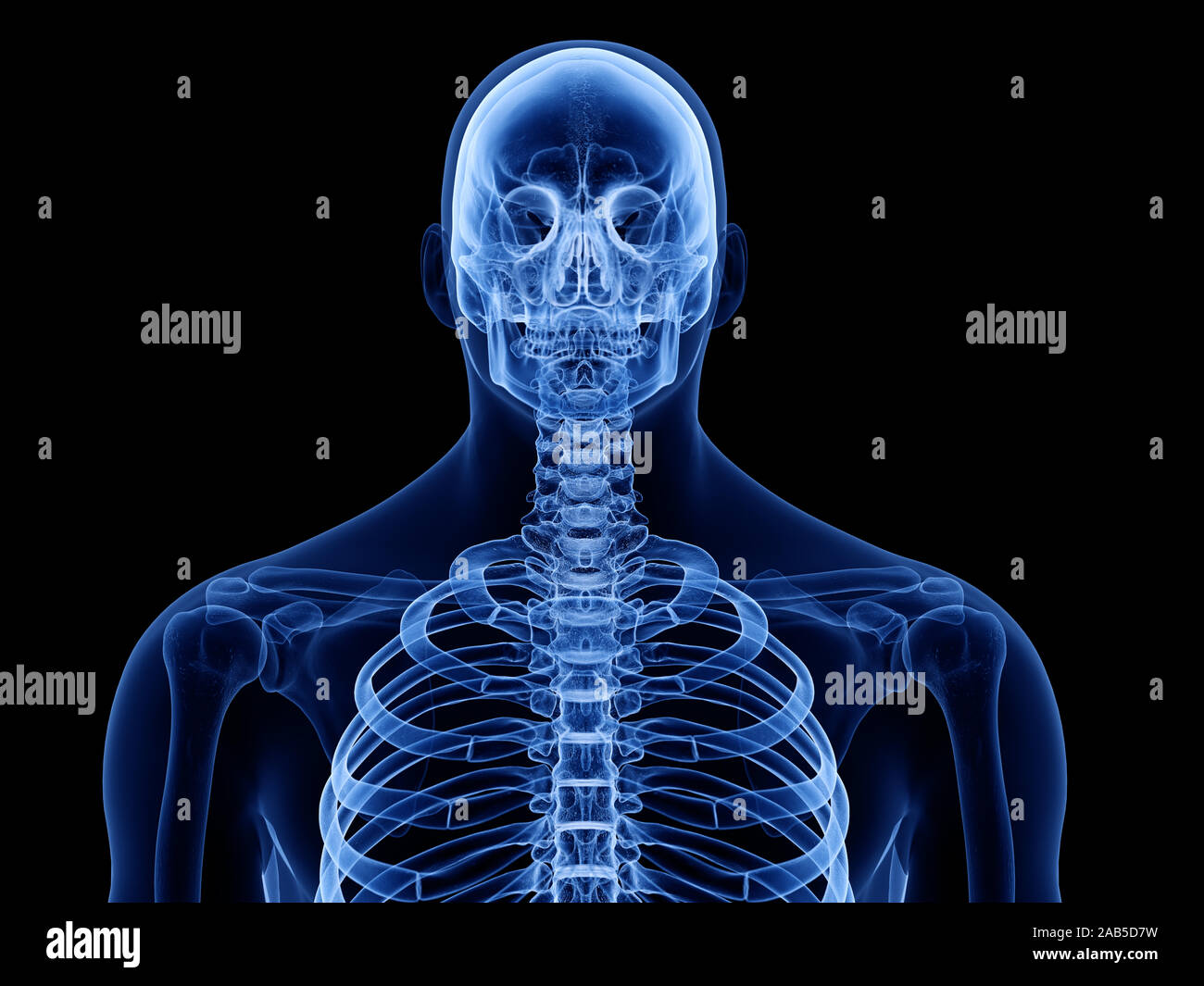 3d rendered medically accurate illustration of the skeletal upper body ...