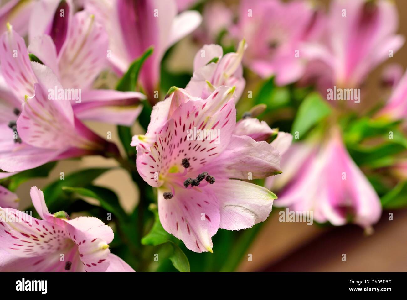 Purple Alstroemeria,Peruvian Lilly,Lilly of the incas,Alstroemeria ...