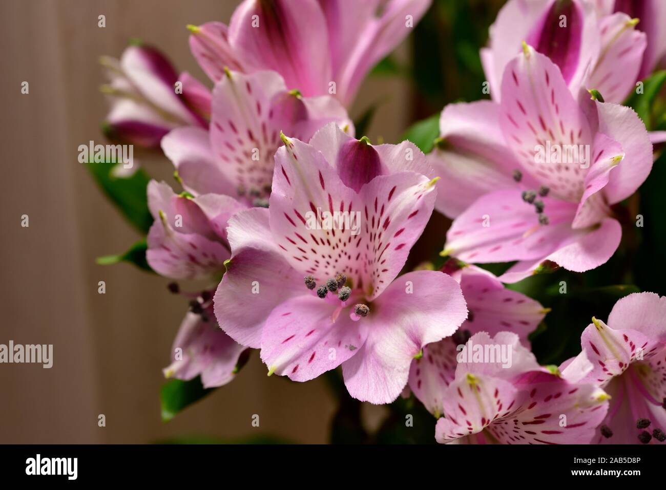 Purple Alstroemeria,Peruvian Lilly,Lilly of the incas,Alstroemeria ...