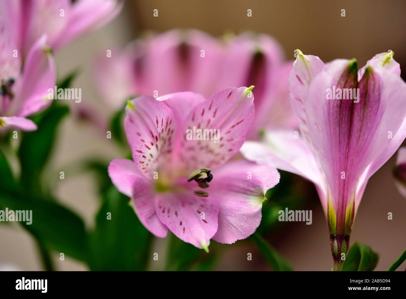 Purple Alstroemeria,Peruvian Lilly,Lilly of the incas,Alstroemeria ...