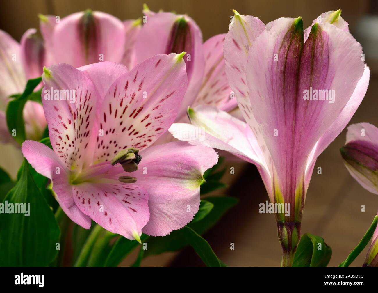 Purple Alstroemeria,Peruvian Lilly,Lilly of the incas,Alstroemeria ...