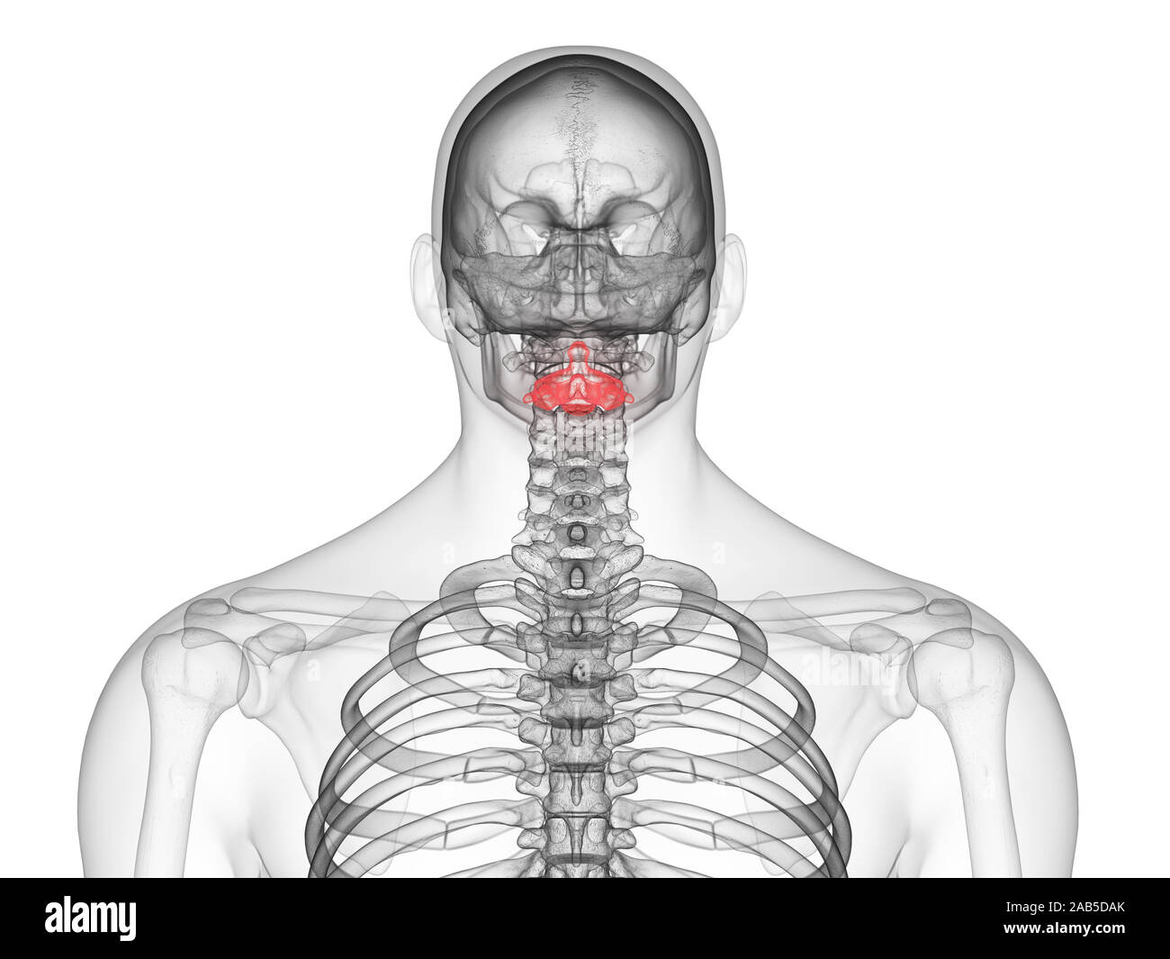 3d rendered medically accurate illustration of the axis vertebrae Stock ...