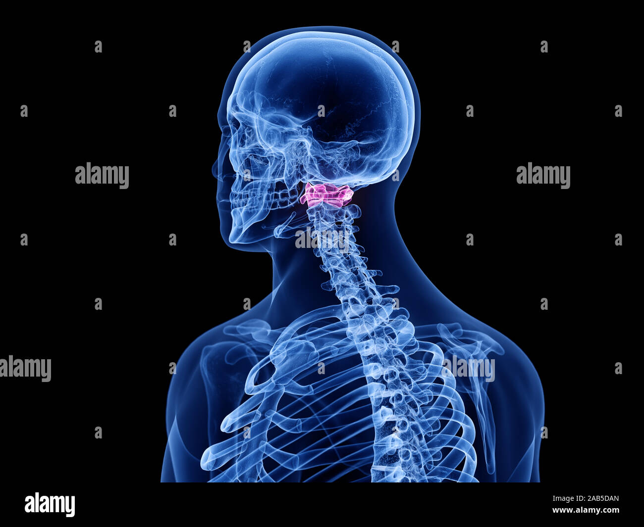 3d rendered medically accurate illustration of the atlas vertebrae ...