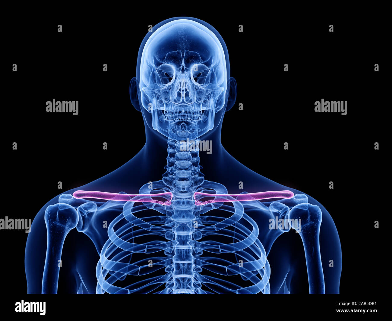 3d rendered medically accurate illustration of the clavicle bone Stock ...