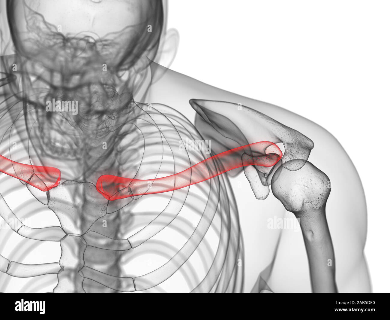 3d rendered medically accurate illustration of the clavicle bone Stock ...