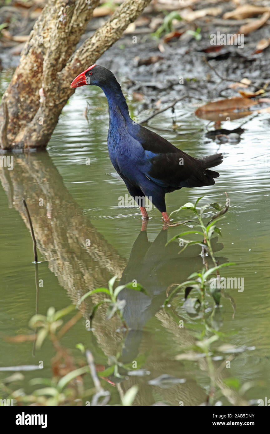 Purple Swamphen (Porphyrio porphyrio melanopterus) adult standing in ...