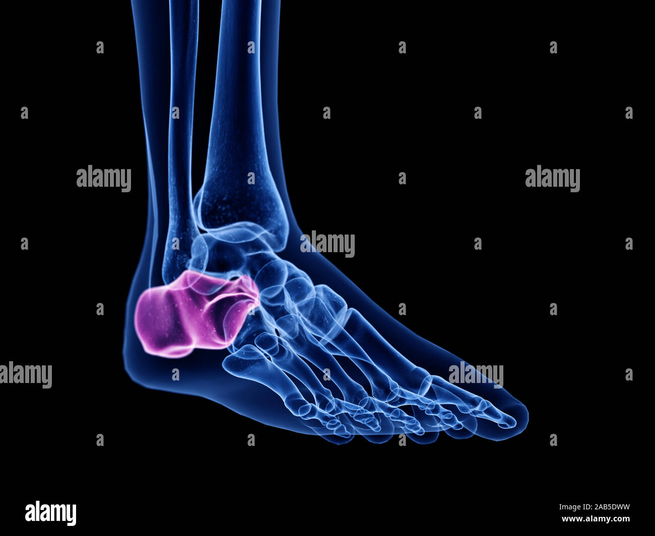 3d calcaneus hi-res stock photography and images - Alamy