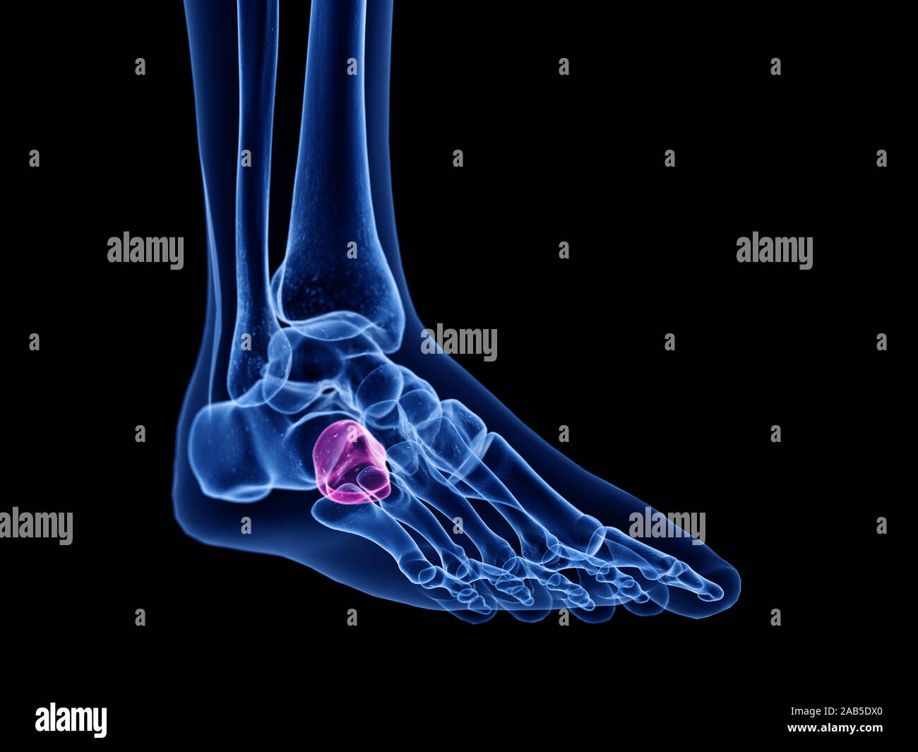 Cuboid Bone High Resolution Stock Photography and Images - Alamy