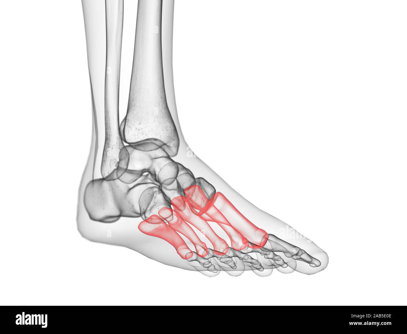 3d rendered medically accurate illustration of the metatarsals bone ...
