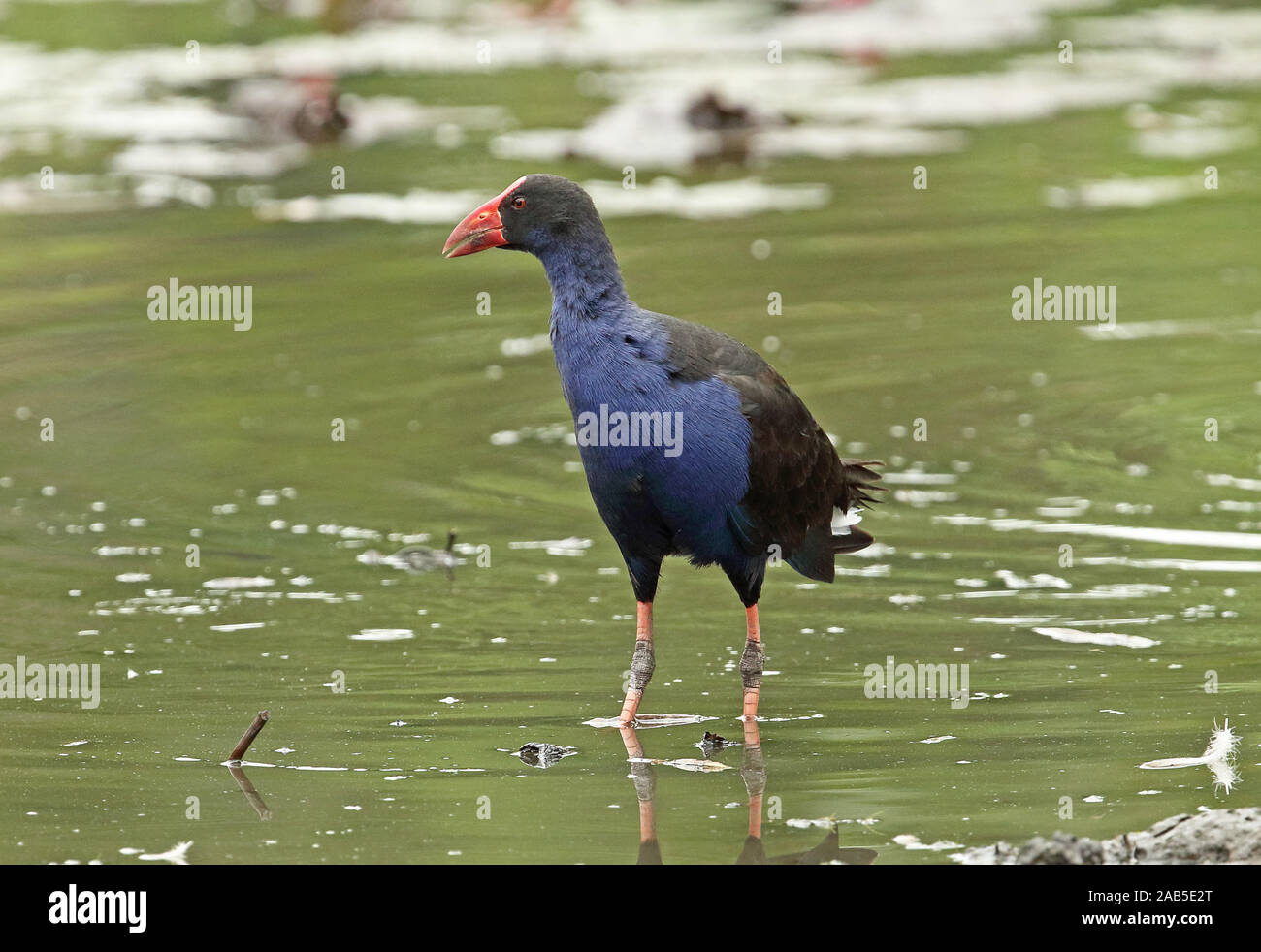 Purple Swamphen (Porphyrio porphyrio melanopterus) adult standing in ...