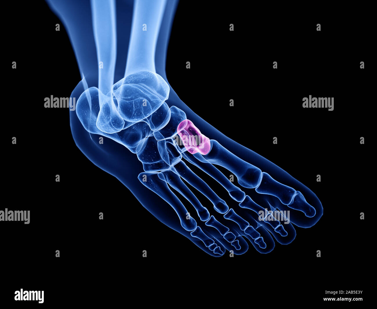 3d rendered medically accurate illustration of the medial cuneiform ...