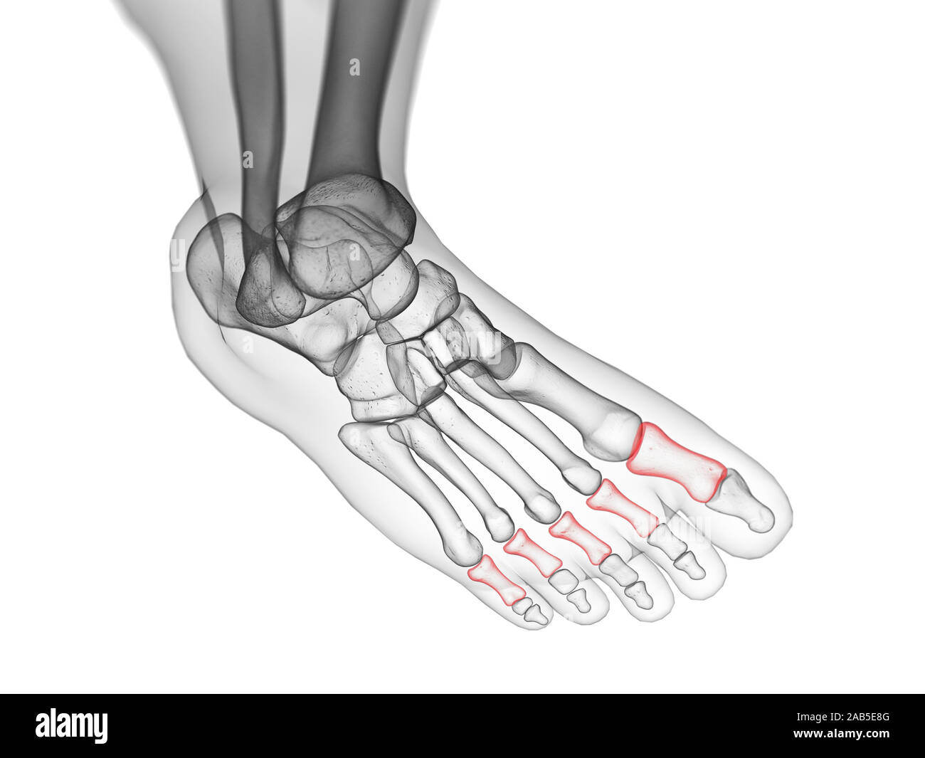 3d rendered medically accurate illustration of the proximal phalanx ...