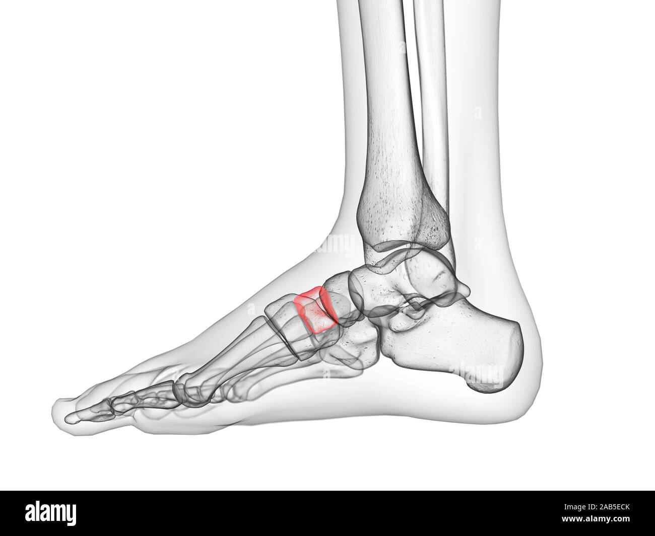3d rendered medically accurate illustration of the intermediate ...