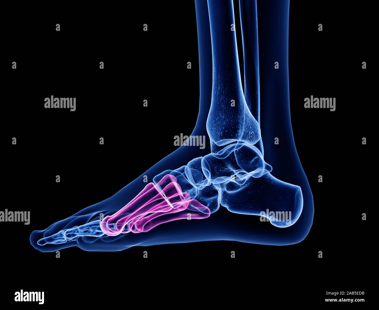 3d rendered medically accurate illustration of the metatarsal bone ...