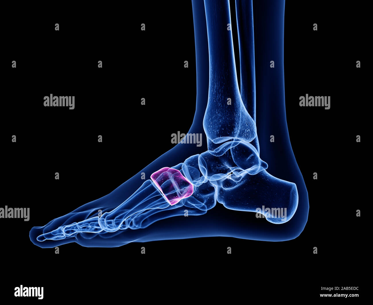 3d rendered medically accurate illustration of the medial cuneiform ...