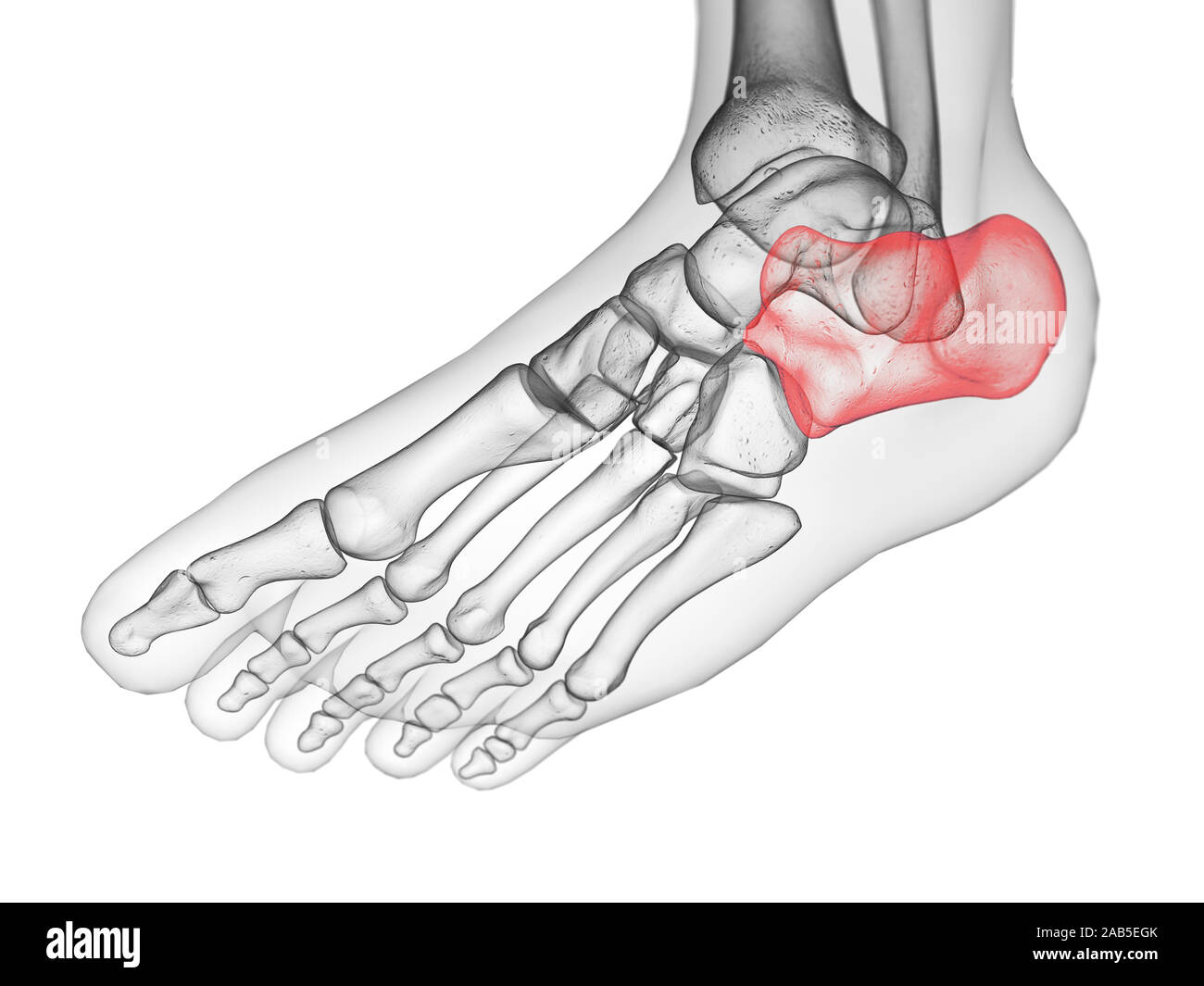 3d rendered medically accurate illustration of the calcaneus bone Stock ...